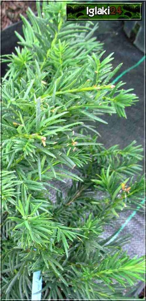 Taxus Baccata Repandens Cis Pospolity Repandens FOTO Internetowy