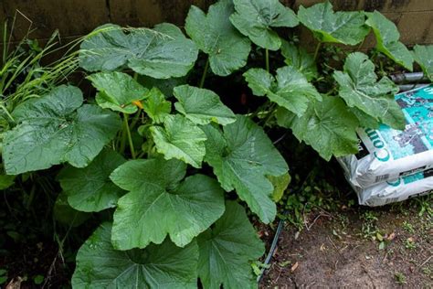 Dont Worry If You Only Have A Male Giant Pumpkin Flower