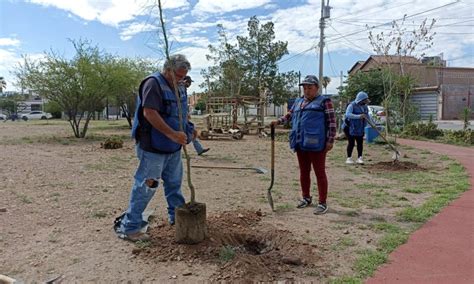 Plantan más de 23 mil 500 árboles y plantas en 2023 Al Contacto