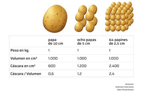 Cuántas patatas hay en un kilo Plaza de Abastos