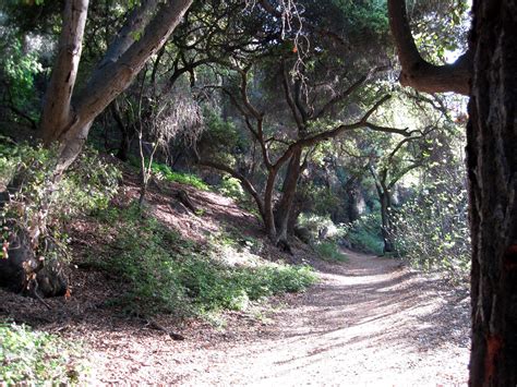 Banco De Imagens Panorama Rvore Natureza Caminho Ramo Plantar