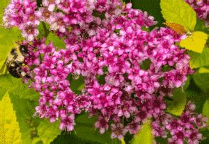 Rosenspirea Fakta Skötsel Plantering Hemmanytt se