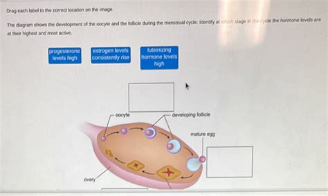 Drag Each Label To The Correct Location On The Image The Diagram Shows