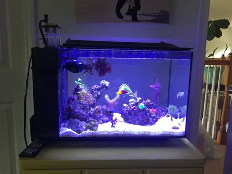 Nano Build Show Your Fluval Evo 13 5 Reef2Reef