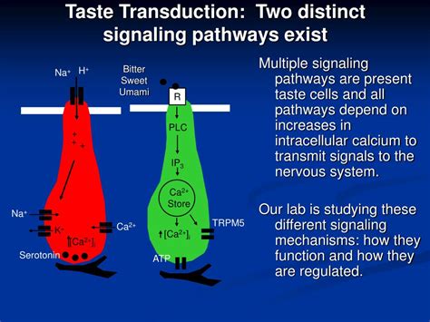 Human Tongue Taste Papillae And Their Afferent Nerve
