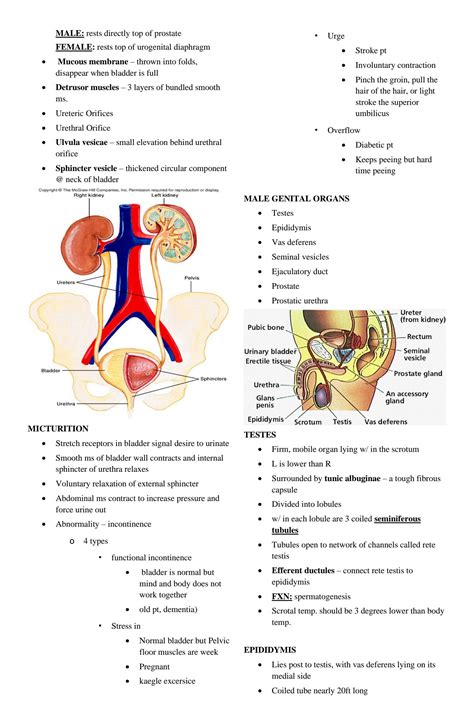 SOLUTION 9 Pelvic Cavity Gross Anatomy Studypool