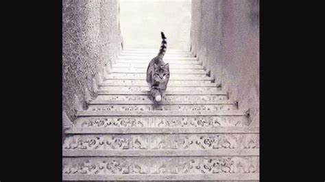 Foto Coba Tebak Kucing Ini Sedang Naik Atau Turun Tangga