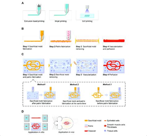 Schematic Illustration Showing The Indirect 3D Bioprinting Process
