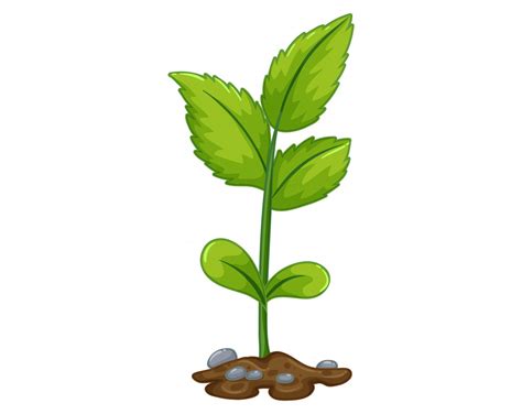 Partes De La Planta Interactive Worksheet Plants Worksheets Parts Of