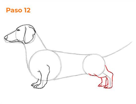 ᐅ 10 DIBUJOS de Perro Salchicha fáciles para colorear