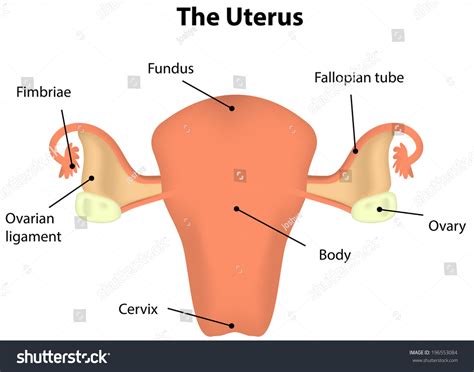 Uterus Labeled Diagram Stock Vector 196553084 Shutterstock
