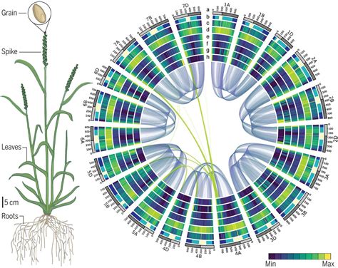 shifting the limits in wheat research and breeding using a fully annotated reference genome