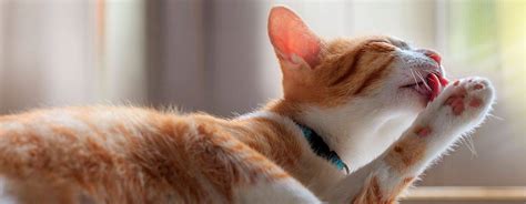 Por qué mi gato me lame la cara cuando estoy en la cama