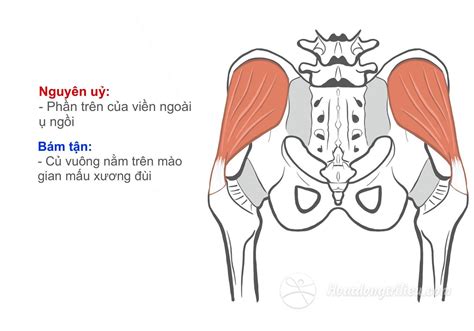 Cơ vùng Mông Thắt lưng Chậu Cơ mông nhỡ Chuyên trang khóa học