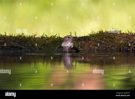 Spotted Flycatcher Muscicapa Striata Adult Bathing In Infinity Pool