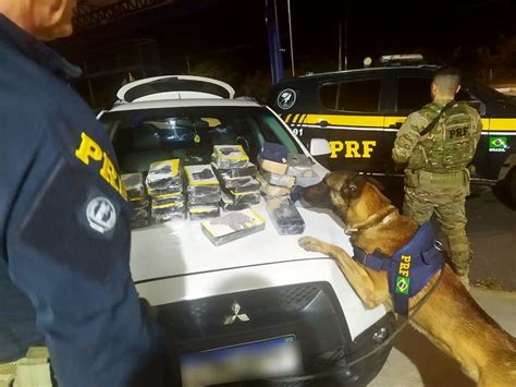PRF apreende mais de 30 kg de cocaína em Vitória da Conquista Cão