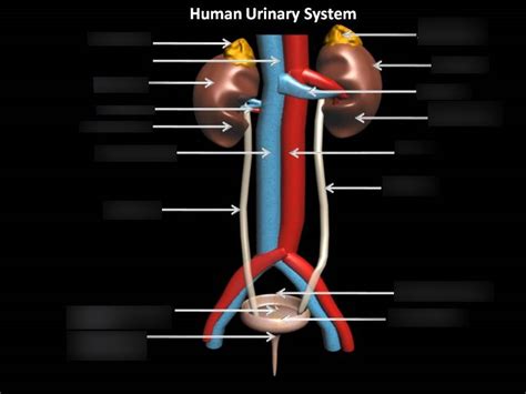 Ap Lab Urinary System Diagram Diagram Quizlet
