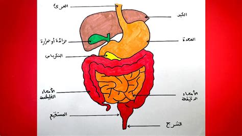 رسم الجهاز الهضمي عند الانسان مع البيانات YouTube