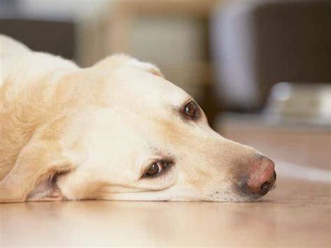 Por qué mi perro no quiere jugar