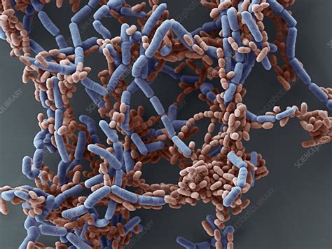 Lactobacillus Paracasei Bacteria Sem Stock Image C