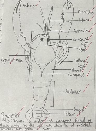 Crayfish External Flashcards Quizlet