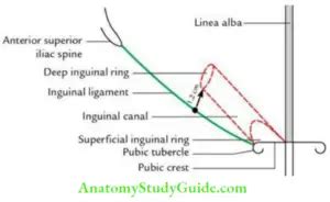 Inguinal Canal Anatomy Contents And Hernias Anatomy Study Guide