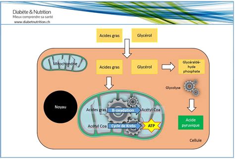 Le M Tabolisme Des Lipides Qu Est Ce Que C Est Diab Te Nutrition