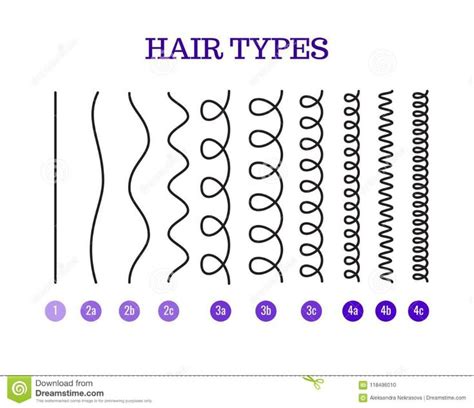 Vector Illustration Of A Hair Types Chart Displaying All Types And