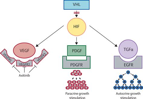 Targeting VEGF Receptors In Kidney Cancer The Lancet Oncology