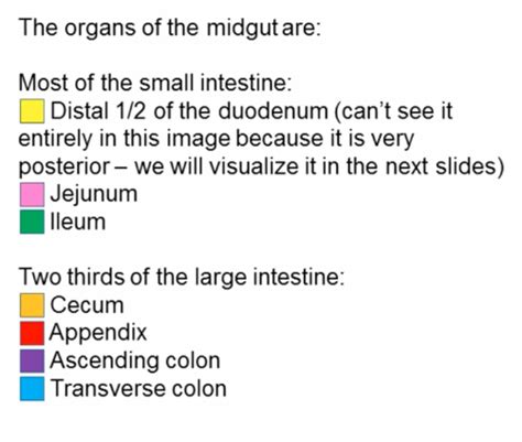 Midgut And Hindgut Anatomy Flashcards Quizlet