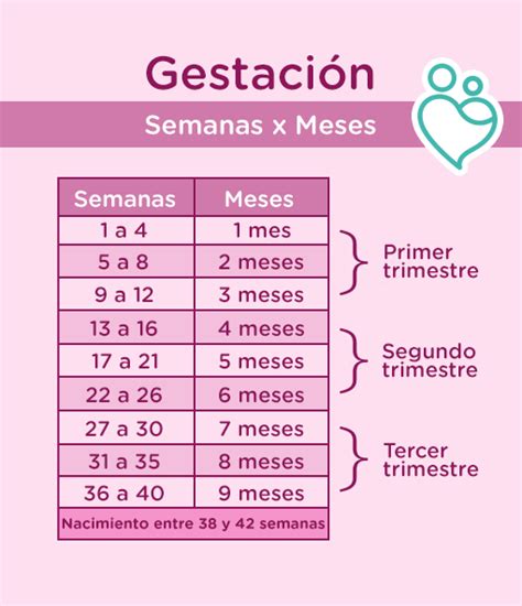Gestación Semanas por Meses Mama que Ama