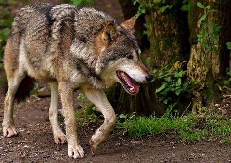 Ponad 8 milionów złotych za szkody wyrządzone przez zwierzęta chronione