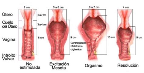 Qu Pasa Cuando Tienes Relaciones Sexuales Despu S De Mucho Tiempo