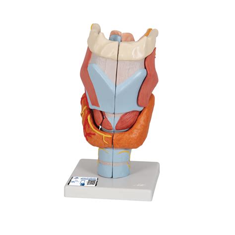 Larynx Anatomy Model Labeled