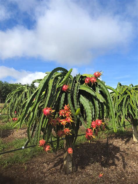 Pitaya Brs Lua Do Cerrado Portal Embrapa