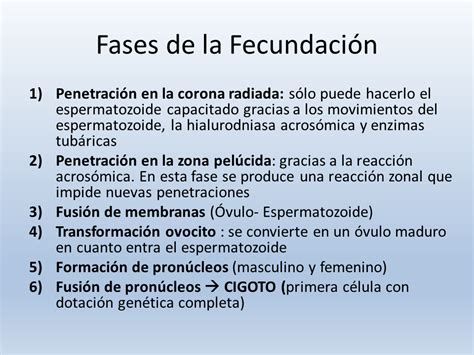 LA FECUNDACIÓN HUMANA Slides