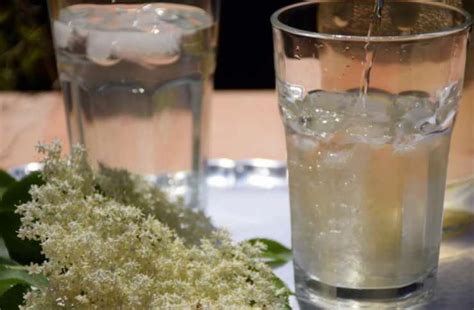 Kako napraviti domaći sok ili sirup od zove Recepti
