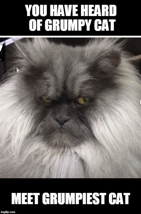 Grumpiest Cat Imgflip