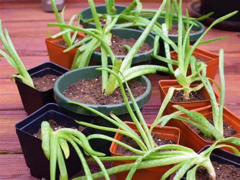 How To Propagate Aloe Vera By Transplanting Aloe Vera Pups My Lovely