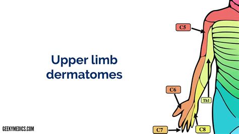 Dermatomes And Myotomes Sensation Anatomy Geeky Medics Dermatomes