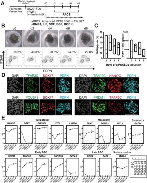 Efficient Generation Of Marmoset Primordial Germ Cell Like Cells Using