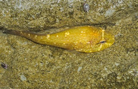 Gobiesox Maeandricus Northern Clingfish An Unusually Pale Flickr