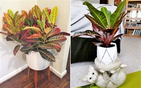 Plantas Na Decora O Esp Cies Para Cultivar Dentro De Casa