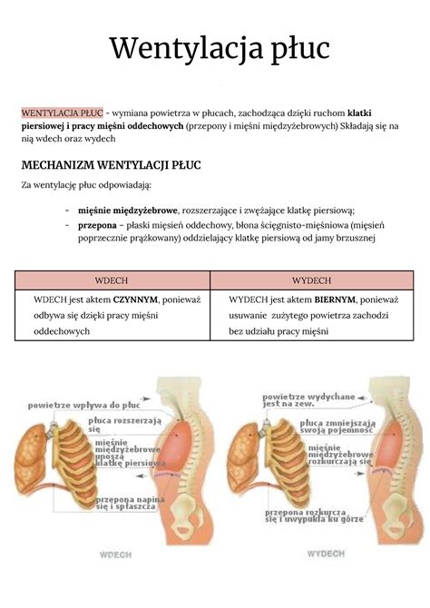 Wentylacja płuc biologia notatka poziom rozszerzony Wentylacja płuc