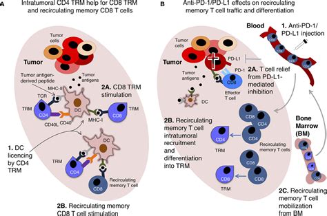 Frontiers The Emerging Interplay Between Recirculating And Tissue