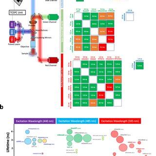 FLIM Strategy For Multi Color Imaging Of Fluorescent Proteins A