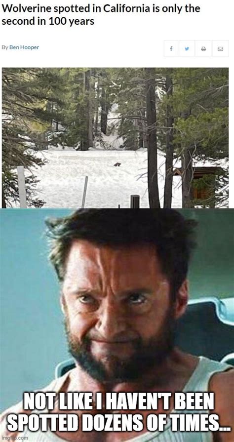 Wolverine Imgflip