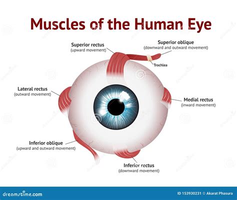 Músculos Do Olho Humano Anatomia Do Músculo De Olho Olhos Azuis