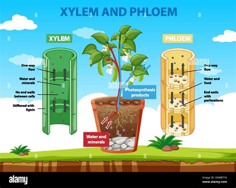 Diagram Showing Xylem And Phloem Of Plant Stock Vector Image Art Alamy