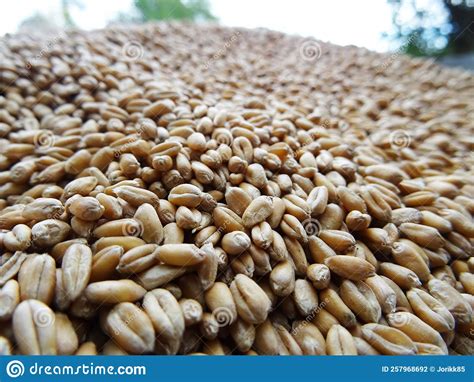 Cultivo Cultivado De Cereales Semillas De Trigo Cerradas Foto De